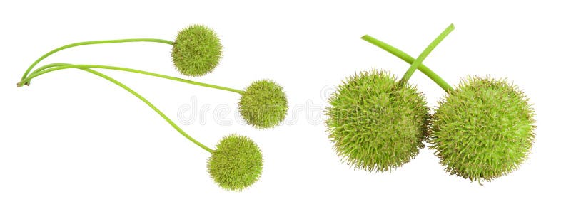 Fruit of Sycamore Plane Tree Isolated on White Background. Top View ...