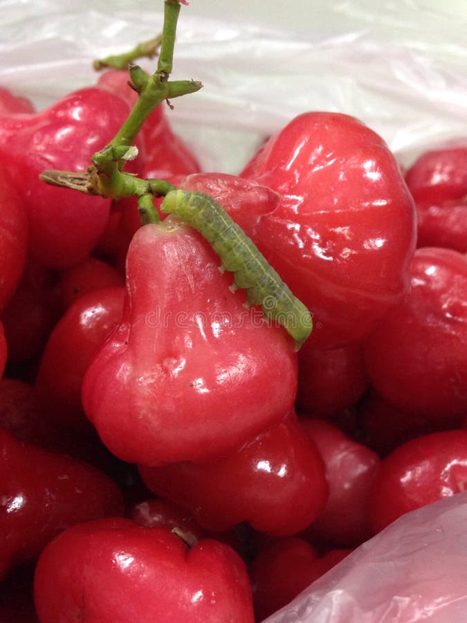 Fruit thailand stock image. Image of animal, fruit, walking - 72656281