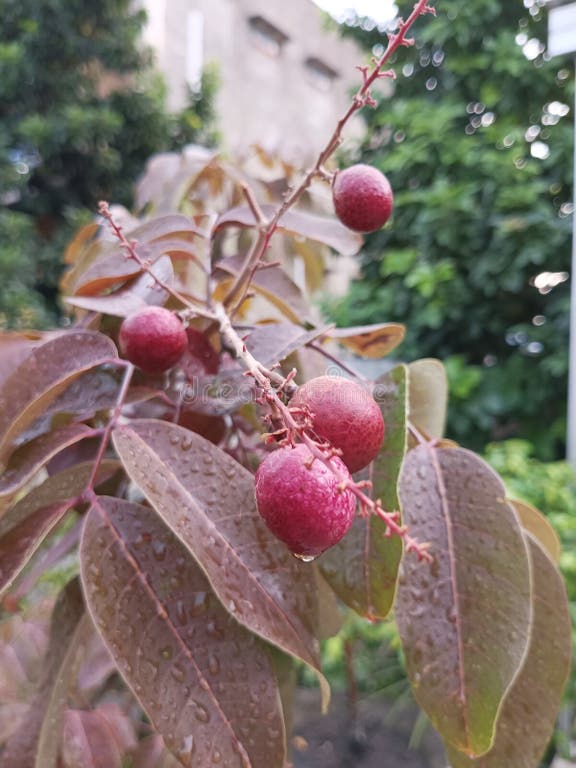 Fruit Three Longan Leaf Red Stock Photo - Image of leaf, longan: 285328522