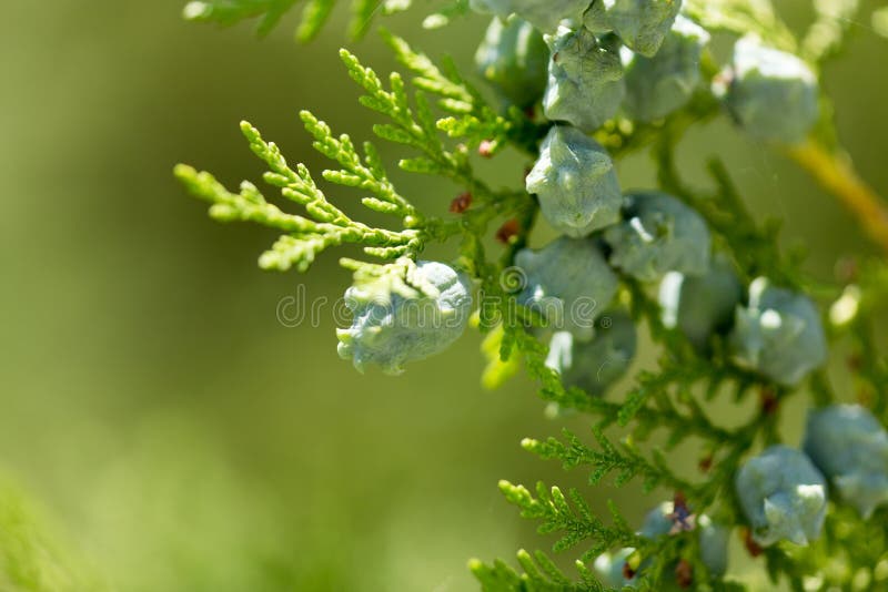 Fruits of thuya stock photo. Image of fragrant, leaf, summer - 234280