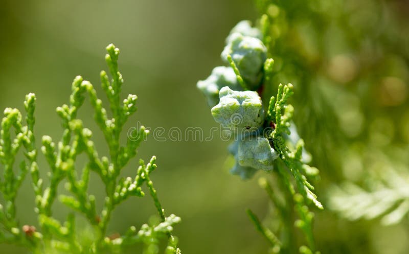 Fruit on thuya in nature stock photo. Image of cypress - 109583748
