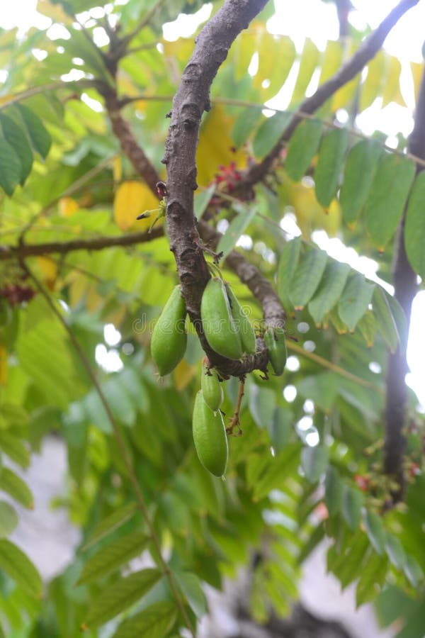 Fruit that is about To Grow in the Morning Stock Image - Image of ...
