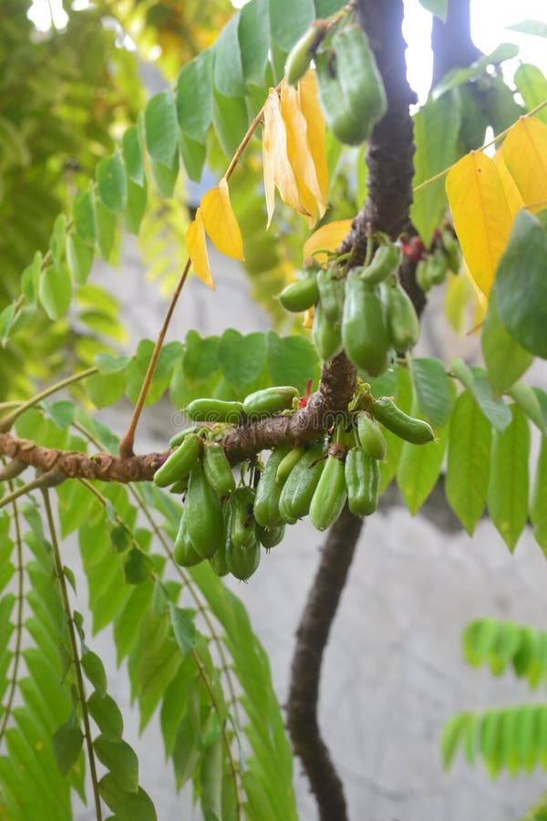 Fruit that is about To Grow in the Morning Stock Image - Image of tree ...