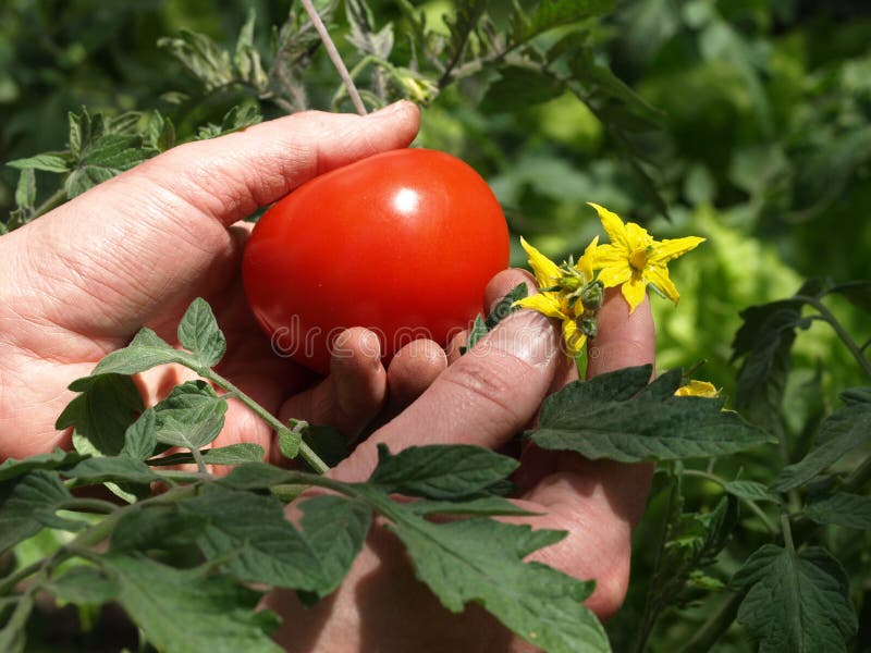 Fruit of tomato stock image. Image of leaves, seedling - 24874435