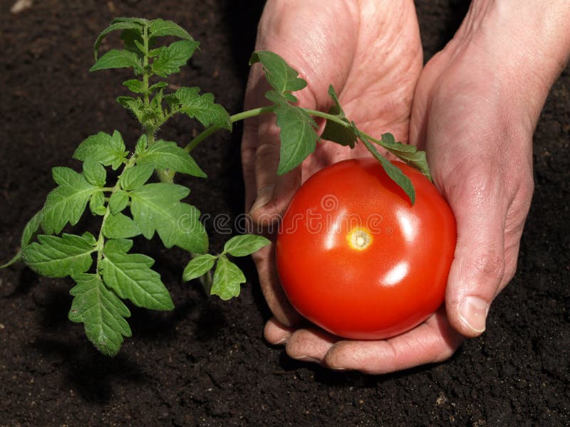 Fruit of tomato stock image. Image of gardener, close - 24874489