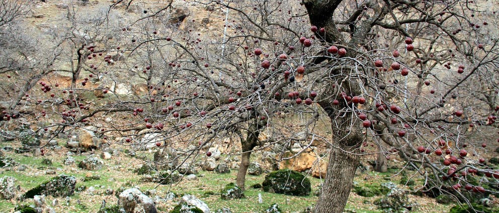 2,426 Dead Fruit Tree Stock Photos - Free & Royalty-Free Stock Photos ...
