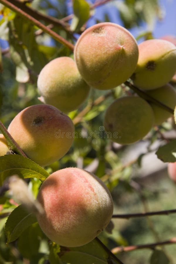 4,861 Amber Fruit Stock Photos - Free & Royalty-Free Stock Photos from ...