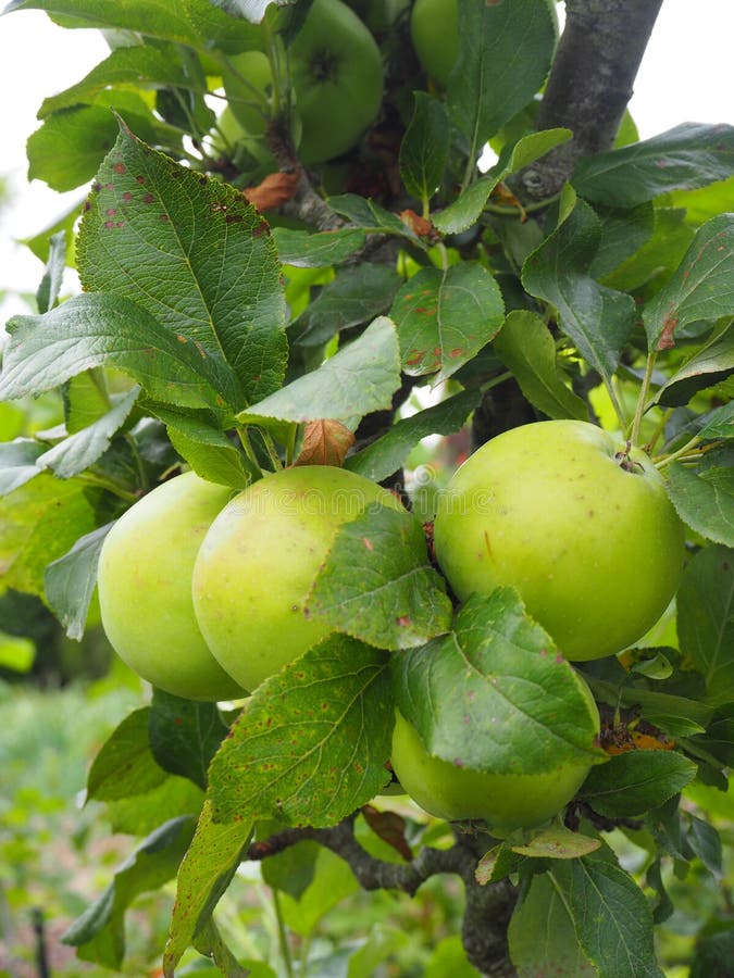 Fruit, Fruit Tree, Apple, Plant Stock Photo - Image of food, citrus ...