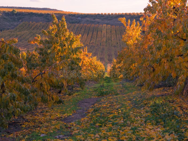 Fruit tree in autumn stock photo. Image of changing - 194616222