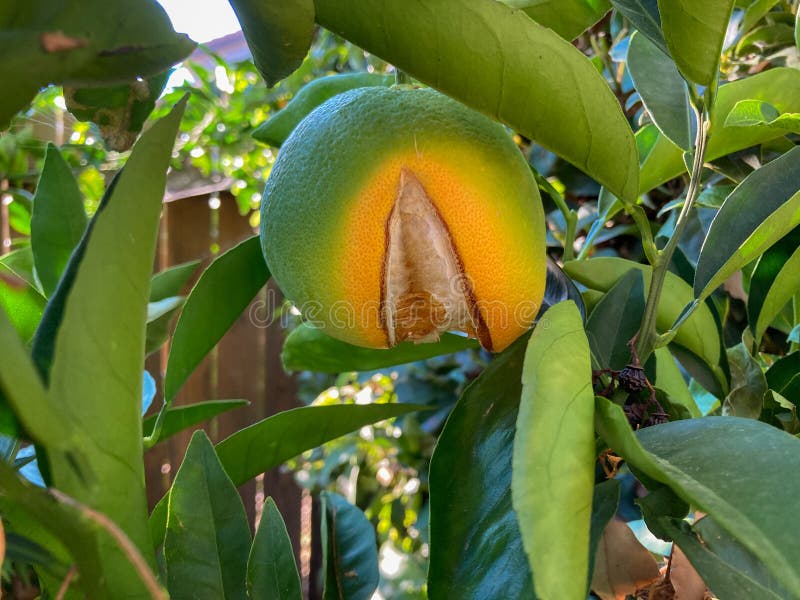 A Damaged and Split Orange Hanging on Citrus Tree Stock Photo - Image ...