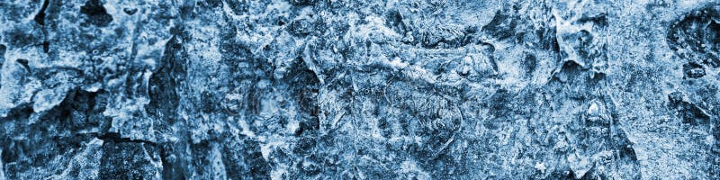 Fruit Tree Bark Closeup. Abstract Natural Header. Blue Tinted Banner ...