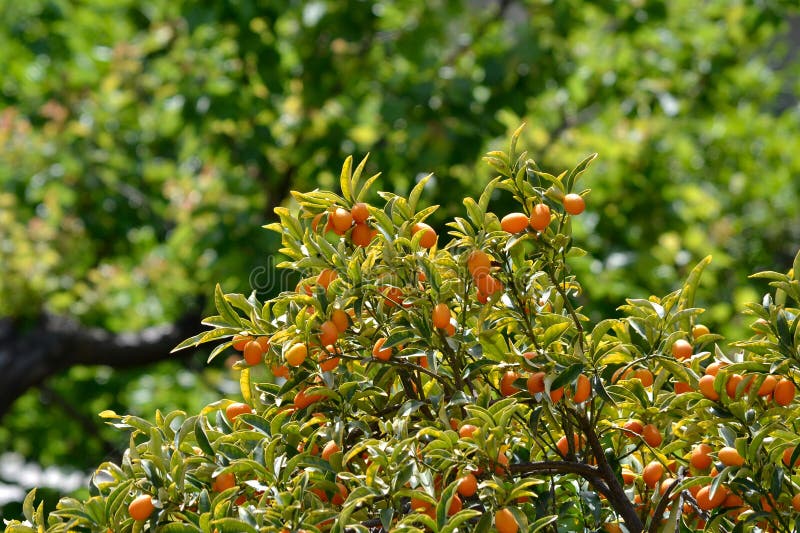 Fruit tree, bergamot plant stock image. Image of cultivation - 102825897