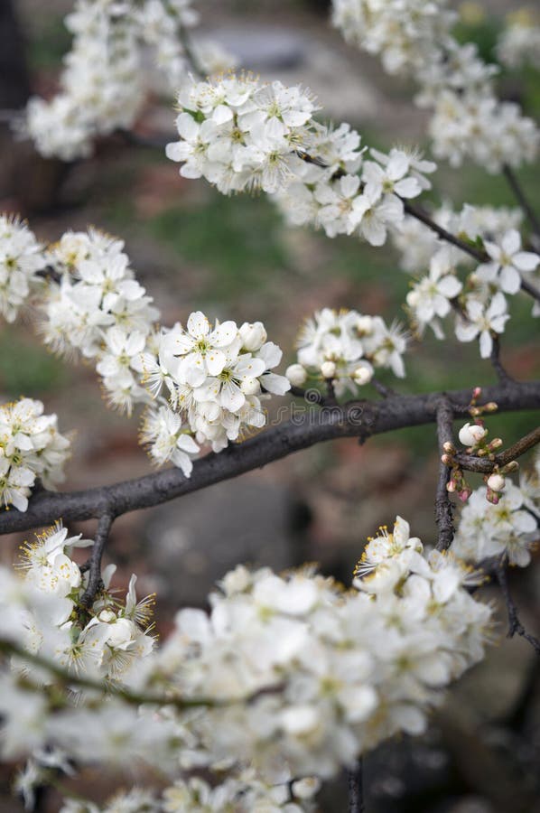 Fruit Tree Blooming. Cherry Tree Blossom. Spring Stock Image - Image of ...