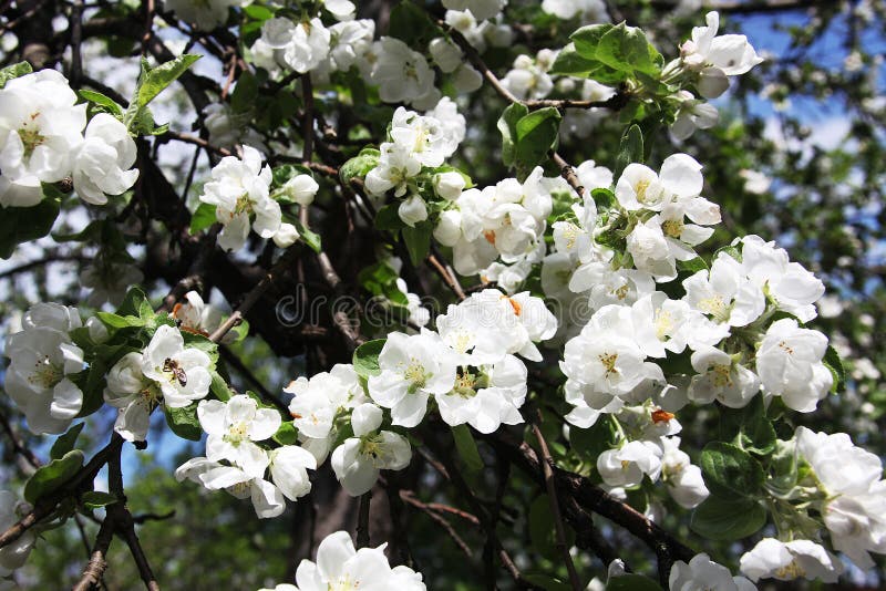 Fruit tree blooming stock photo. Image of bright, growth - 142600880