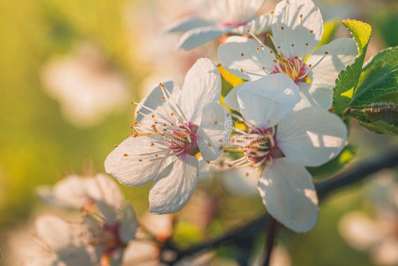 Fruit tree blooming stock image. Image of leaf, green - 234956869