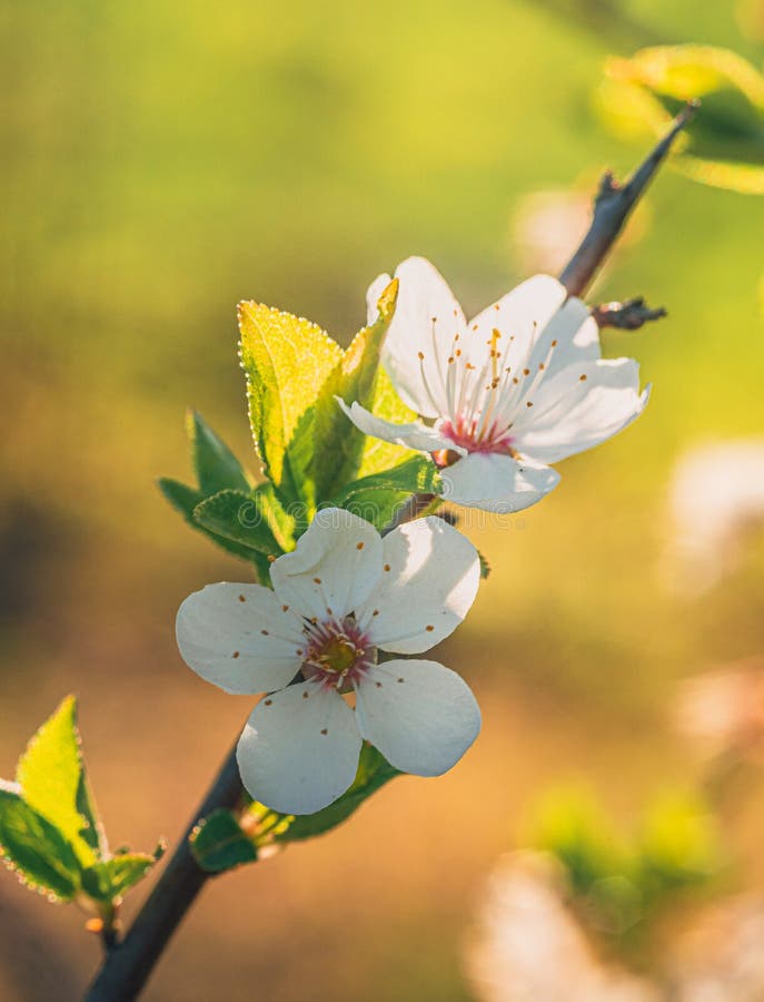 Fruit tree blooming stock image. Image of apple, fruit - 234956879