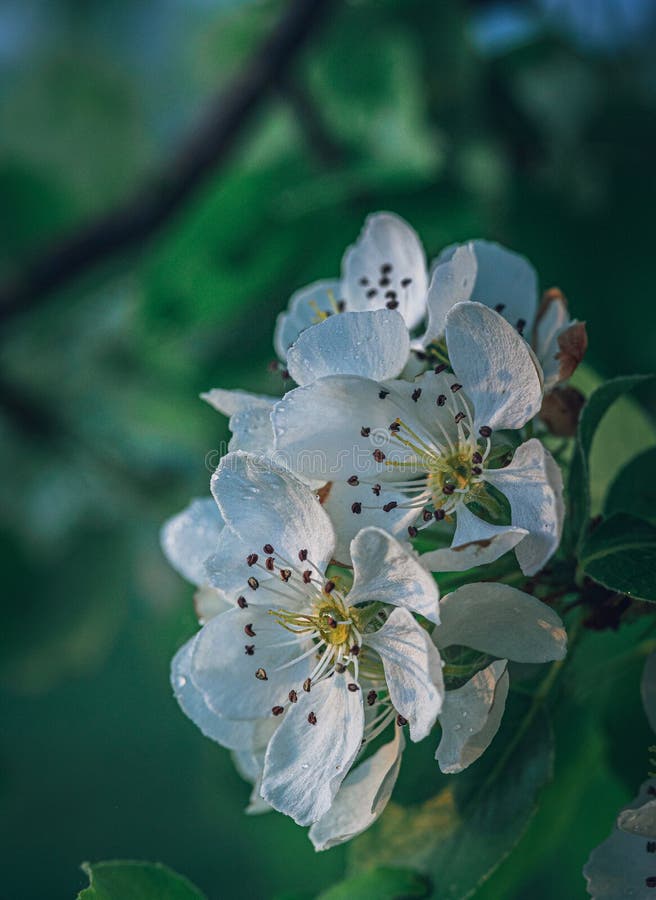 Fruit tree blooming stock image. Image of fruit, branch - 234956981