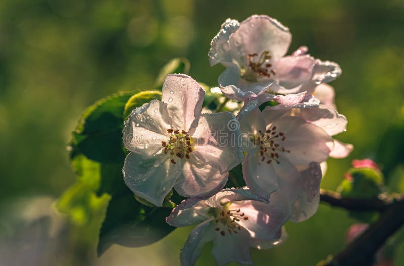 Fruit tree blooming stock image. Image of branch, morning - 234957001