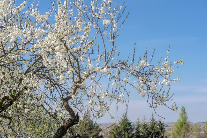 Fruit Tree Blooming - with White Flowers Against the Blue Spring Sky ...