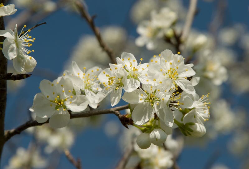 Fruit tree blossom stock photo. Image of nature, branch - 3918840
