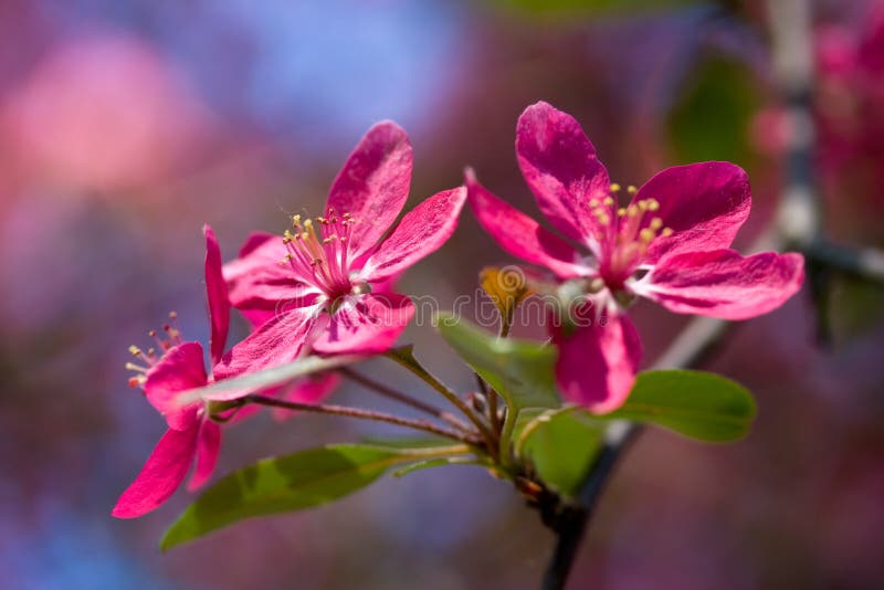 Fruit tree blossom stock photo. Image of pink, attribute - 39740920