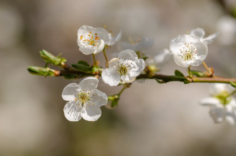 Fruit tree blossom stock image. Image of plum, pistil - 145293669