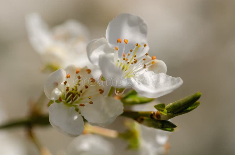 Fruit tree blossom stock photo. Image of leaf, outdoors - 145293840