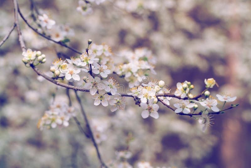 Fruit tree blossom stock image. Image of detail, flower - 113097175