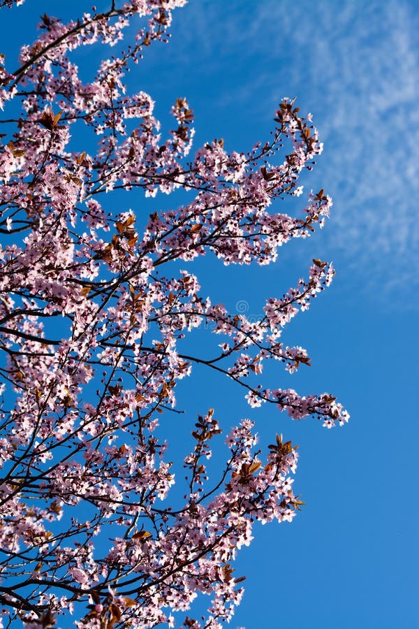 Fruit Tree Blossom stock photo. Image of garden, fruit - 39674792