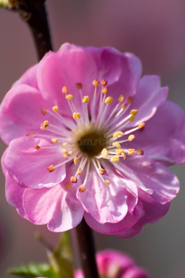 Fruit Tree Blossom stock image. Image of color, details - 39675089