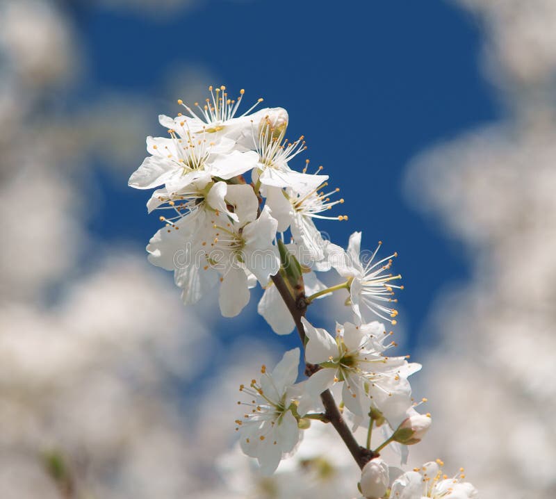 Fruit tree blossoms stock photo. Image of orchard, gardening - 13524294
