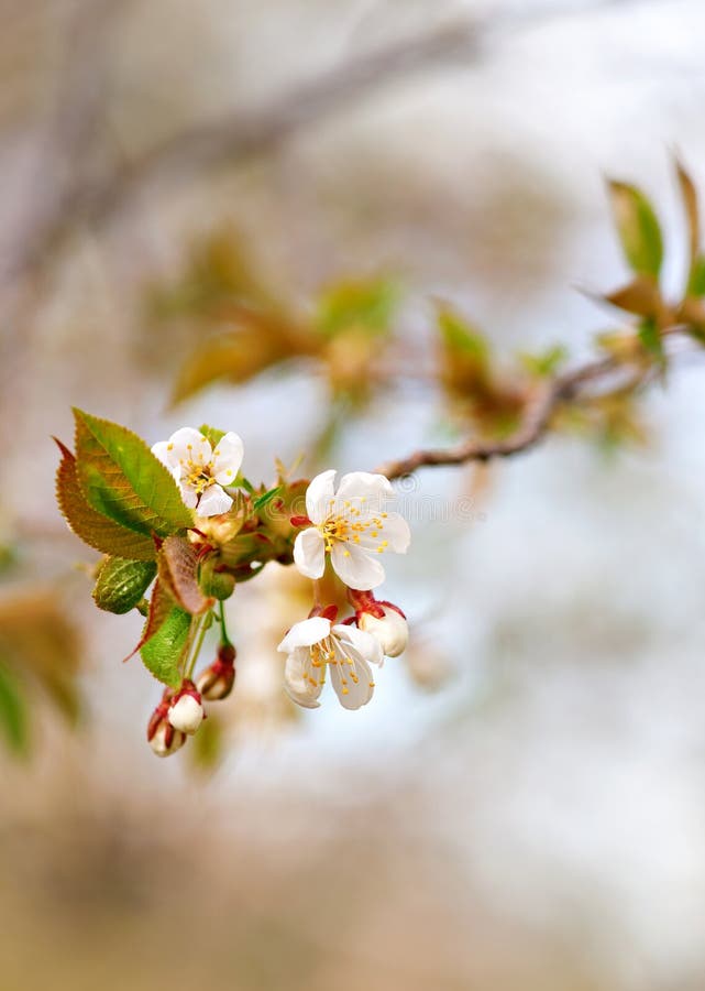 Fruit tree blossoms stock photo. Image of beginning, blossom - 29094666