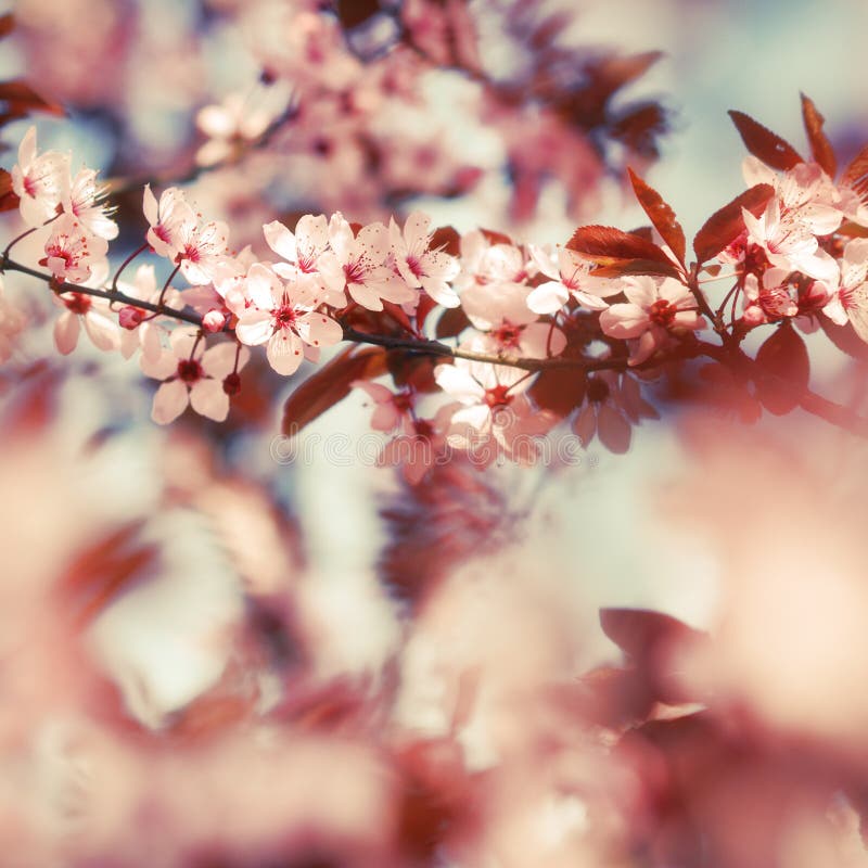 Fruit Tree Blossoms in Early Spring Season Stock Photo - Image of fresh ...