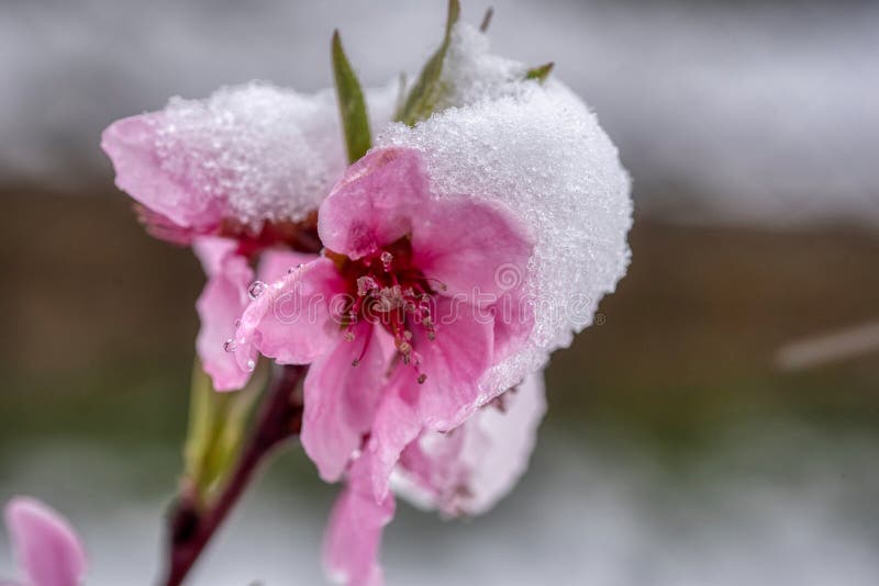 Fruit Tree Blossoms Frozen in the Snow Stock Photo - Image of lipstick ...