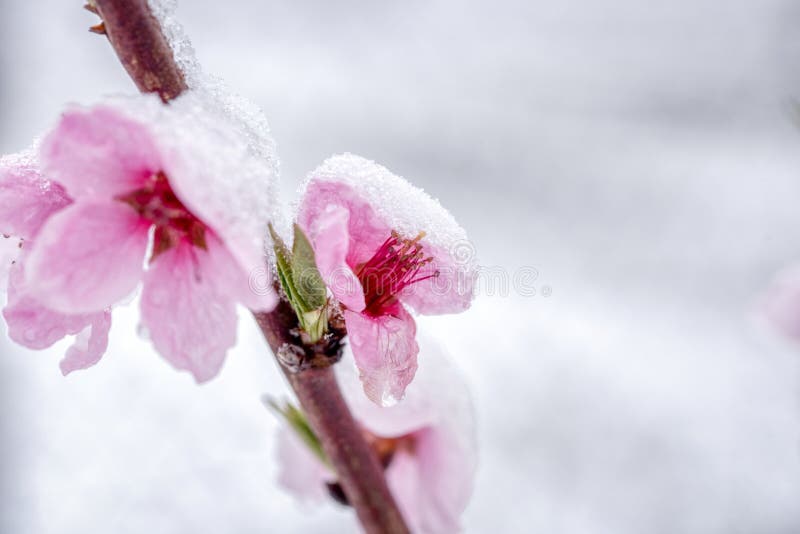 Fruit Tree Blossoms Frozen in the Snow Stock Photo - Image of people ...