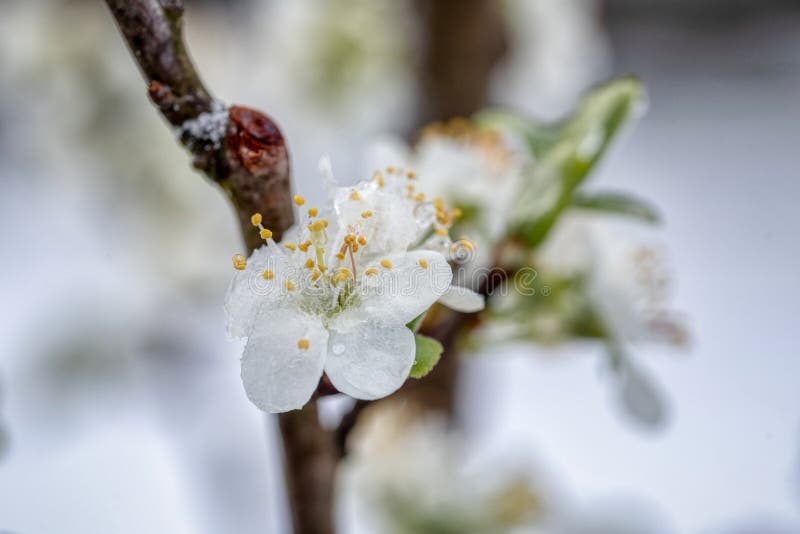 Fruit Tree Blossoms Frozen in the Snow Stock Photo - Image of frozen ...