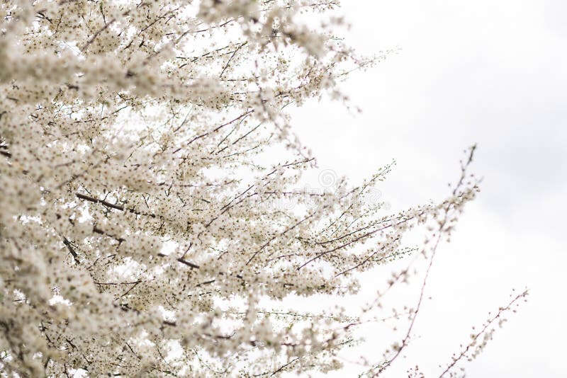 Fruit Tree Blossoms. Spring Beginning Background. Bokeh. Stock Image ...
