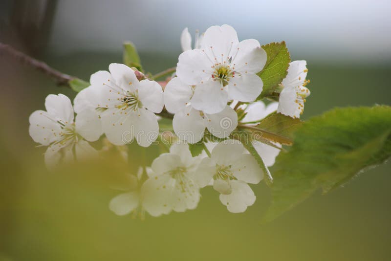 Fruit blossoms in spring stock image. Image of fruit - 139897607
