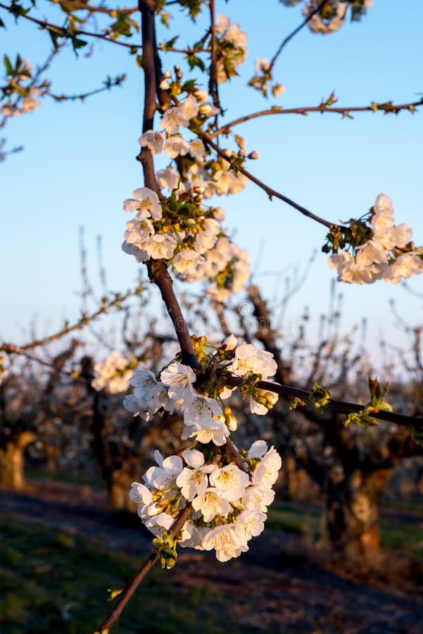Fruit Tree Blossoms in the Warm Light of Morning Stock Photo - Image of ...