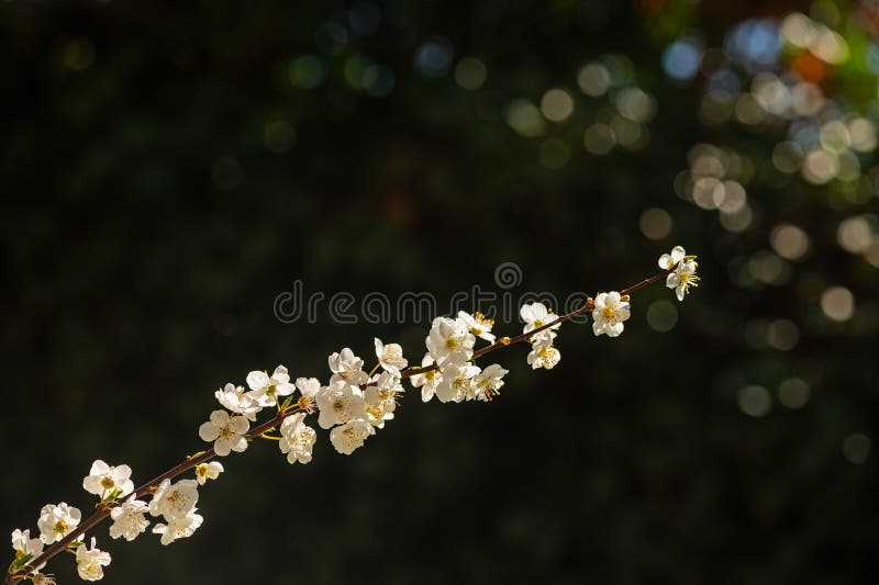 Fruit Tree Branch Blooming in Spring. Black Background Stock Photo ...