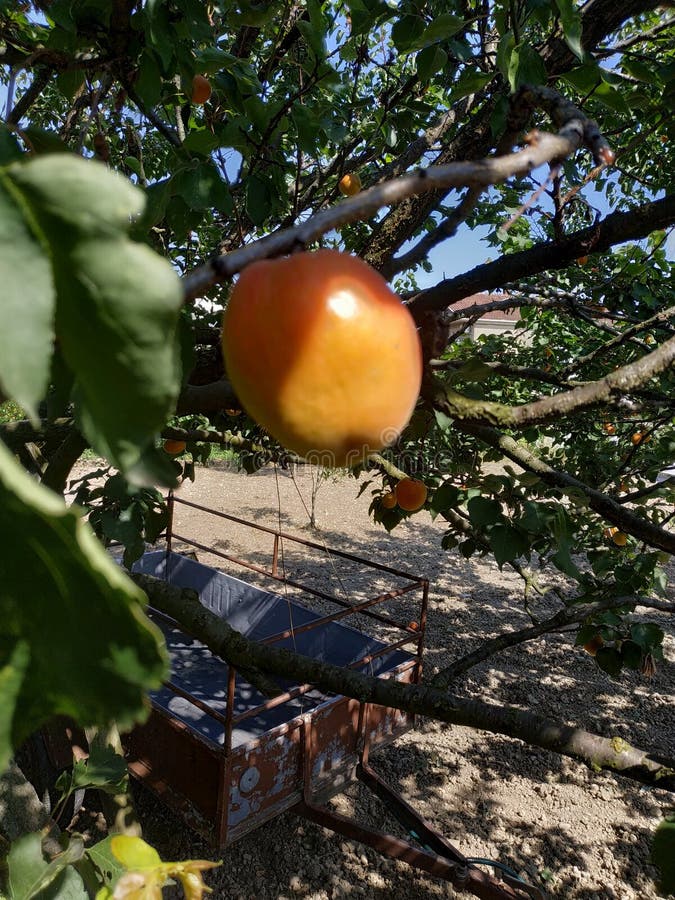 Fruit stock image. Image of fruit, branches, tree, ground - 153143617
