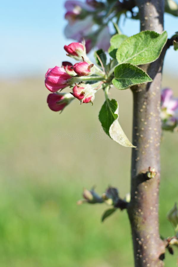 Fruit Tree Brunch with Buds Stock Photo - Image of freshness, bush ...
