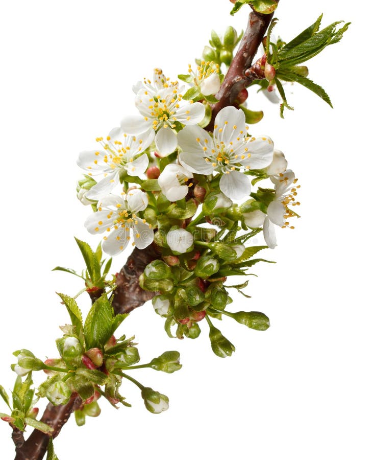 Fruit Tree Brunch at Spring Stock Photo - Image of flora, fruit: 22844332