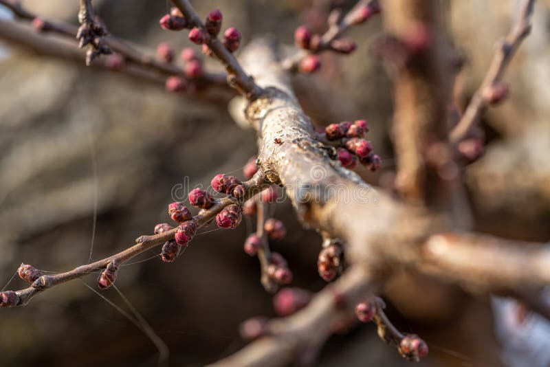 Fruit tree bud stock photo. Image of winter, growth - 243127316