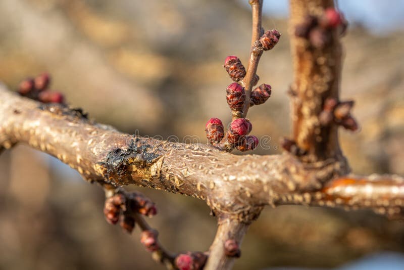 Fruit tree bud stock photo. Image of background, plant - 243555684