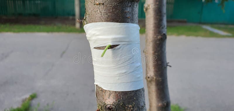 Fruit Tree Budding. the Incision is Carefully Wrapped with Tape Both ...