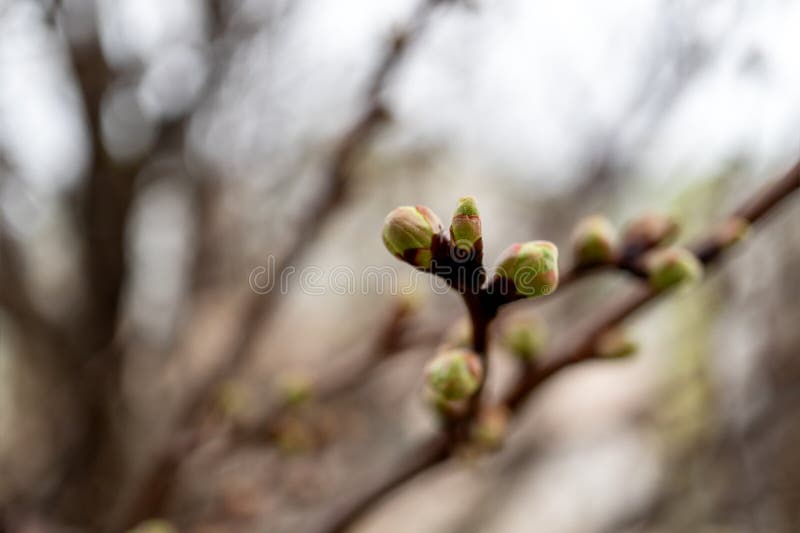 Fruit tree buds stock photo. Image of budding, closeup - 380604548