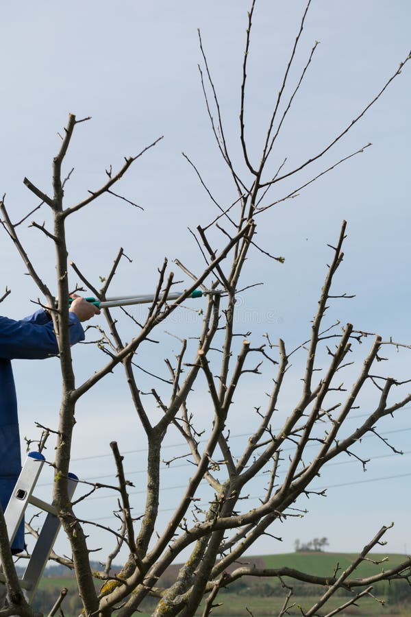 Fruit Tree Care - Winter Pruning Stock Photo - Image of season ...