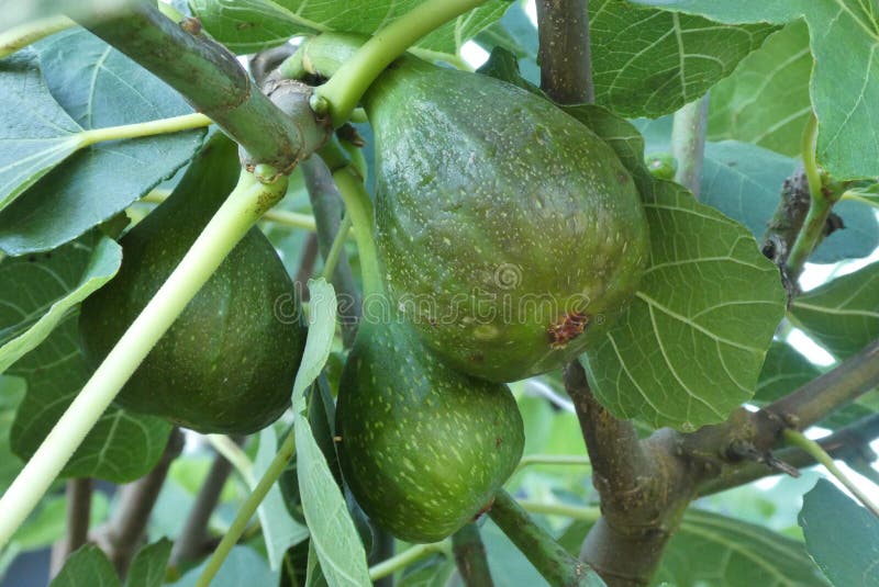 Fruit Tree, Fruit, Common Fig, Plant Stock Image - Image of produce ...