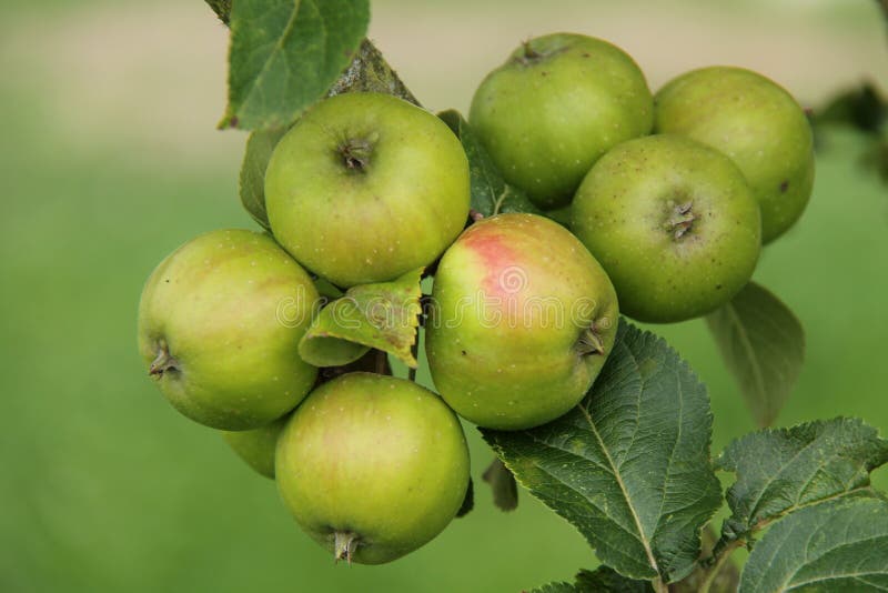 Fruit Tree. stock image. Image of season, branch, apple - 42390233